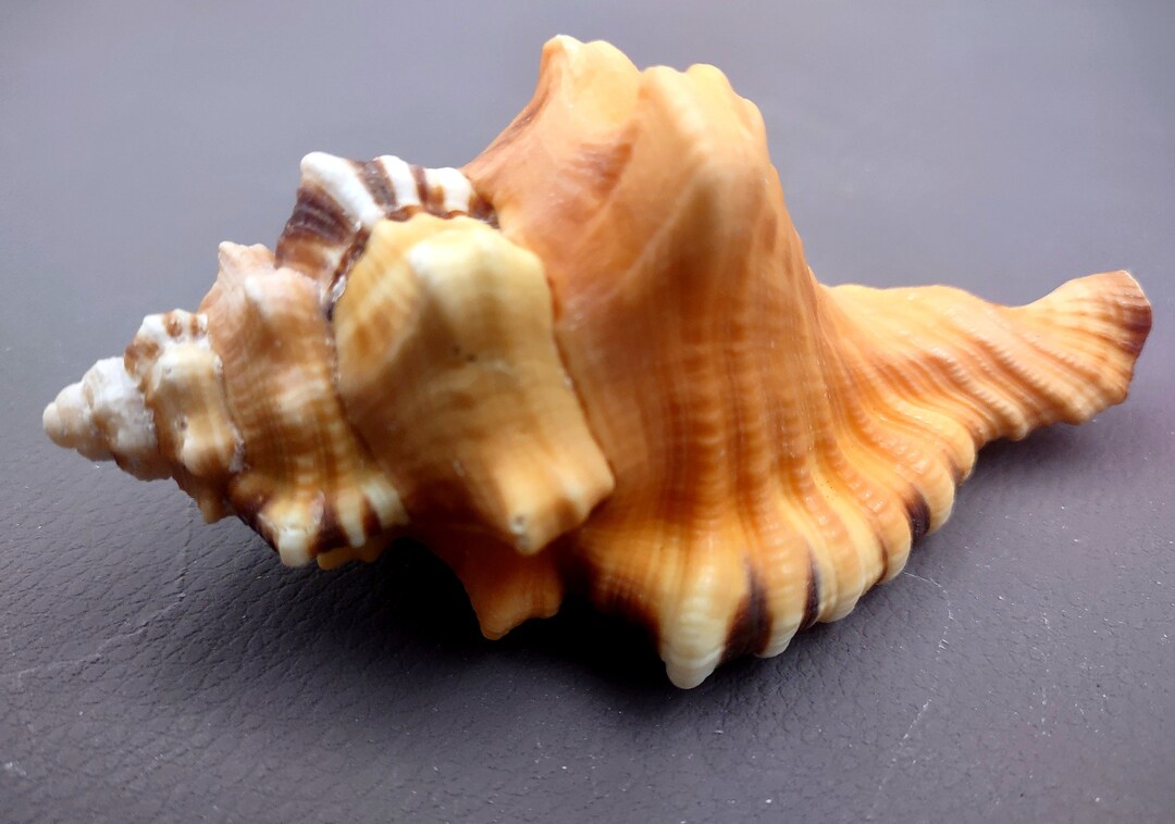 Perry's Triton Seashell Cymatium Peryii 1 Shell Approx. 3 Inches ...