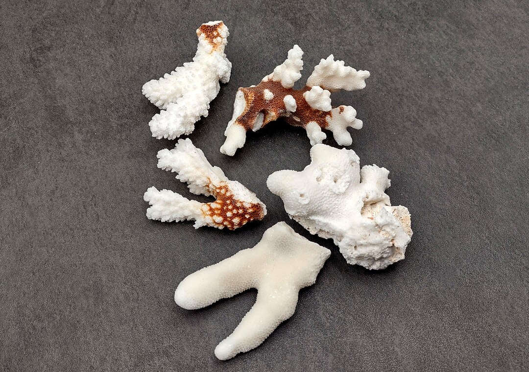Medium Coral Pieces (5 Coral Pieces Approx. 3+ Inches) Coral Pieces to ...