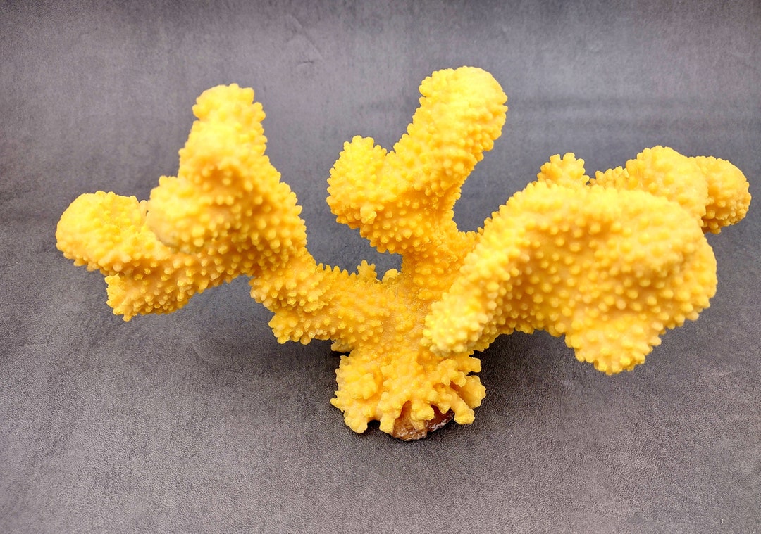 Yellow FAUX Cauliflower Coral Pocillopora Eydouxi 1 FAKE Coral Approx ...