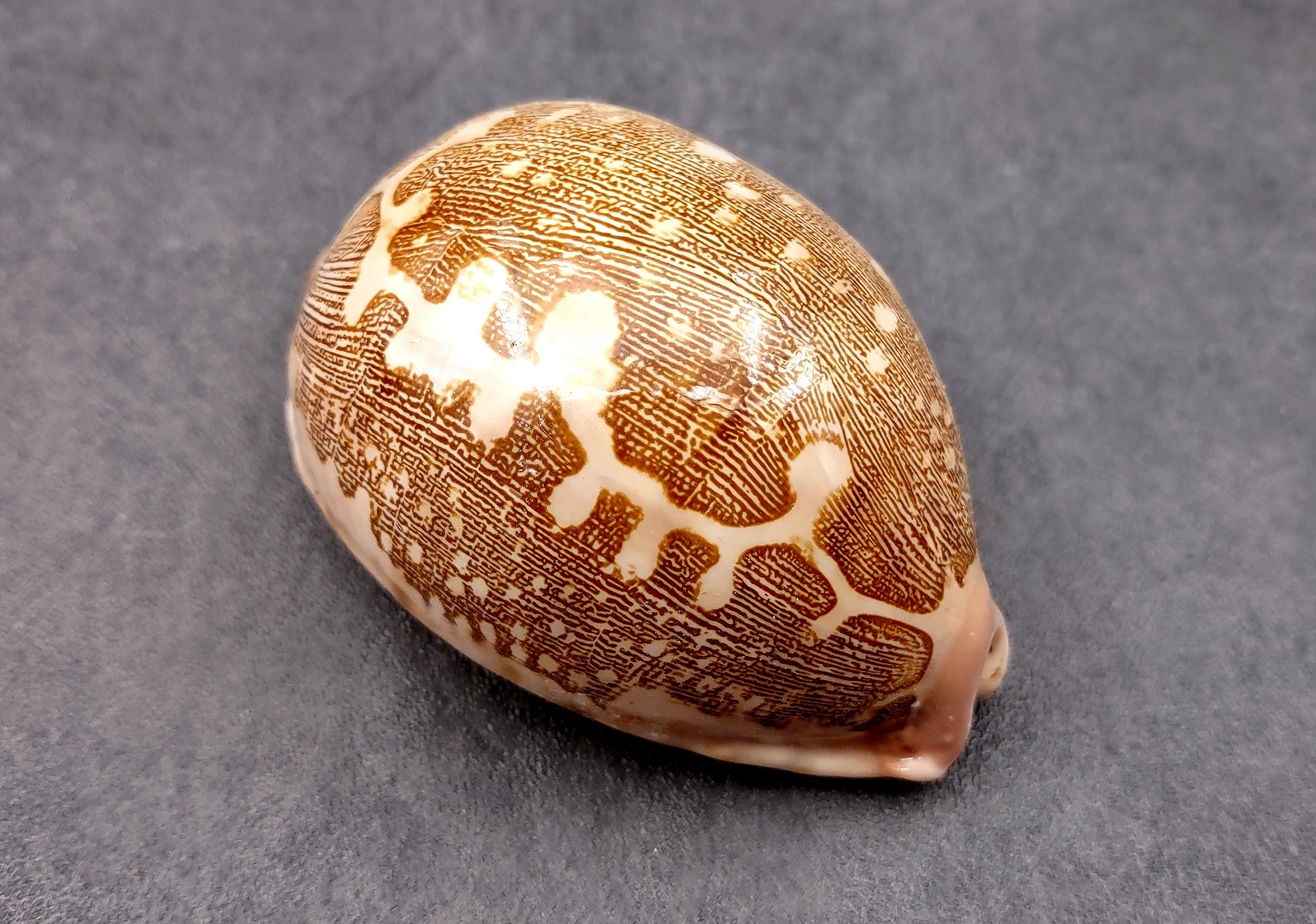 Ancient Map Cowrie Seashell Brown Cypraea Mappa (1 Shell Approx. 2.5 ...