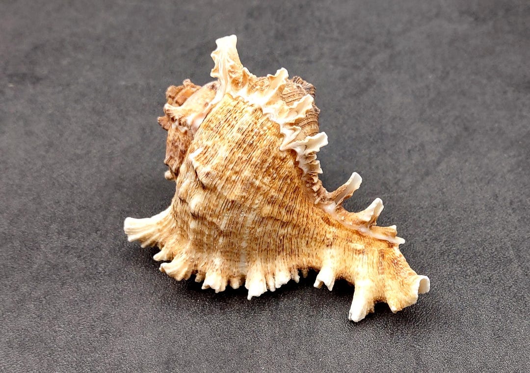 Ramose Murex Seashell Chicoreus Ramosus (1 Shell Approx. 3+ Inches ...