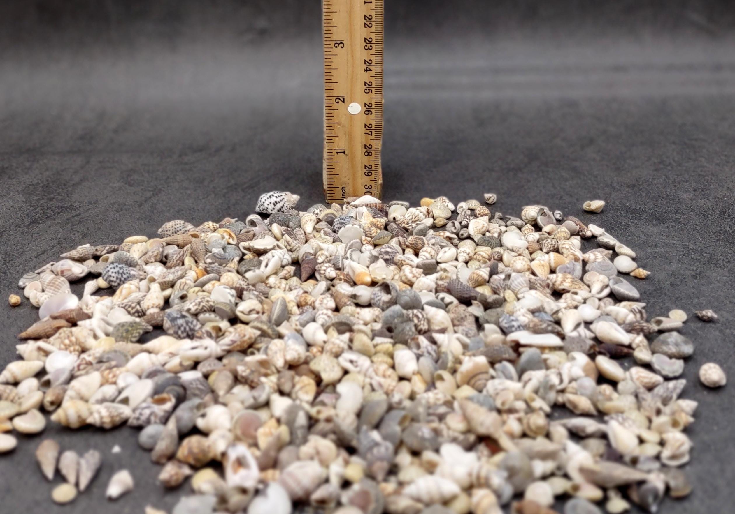 Extra Tiny Seashell Assorted Ocean Mix (approx. 1 Cup of Shells 0.25 ...