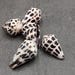Large Hebrew Cone Seashells Conus Ebraeus White Black Spots (5 Shells ...