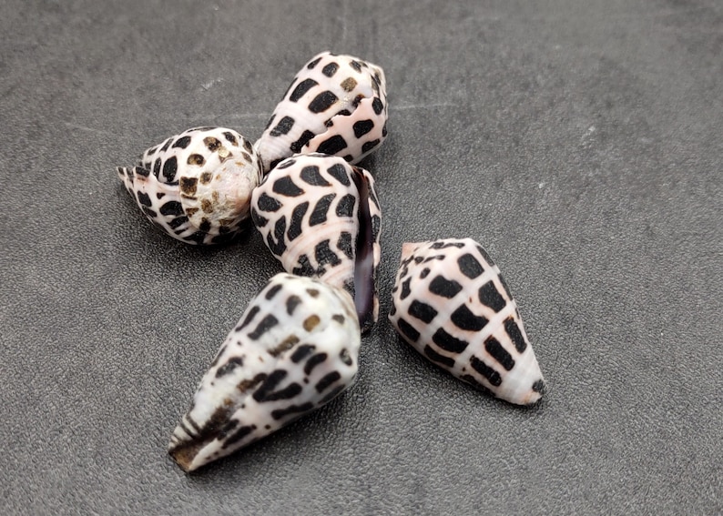 Large Hebrew Cone Seashells Conus Ebraeus White Black Spots (5 Shells ...