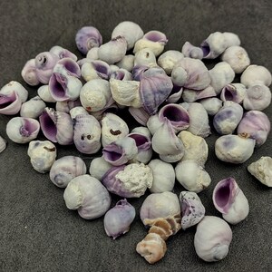 Cebu Beauty Violet Coral Seashells Coralliophila Neritoidea (approx. 40 ...