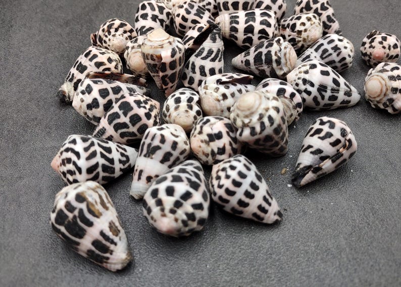 Large Hebrew Cone Seashells Conus Ebraeus White Black Spots (5 Shells ...