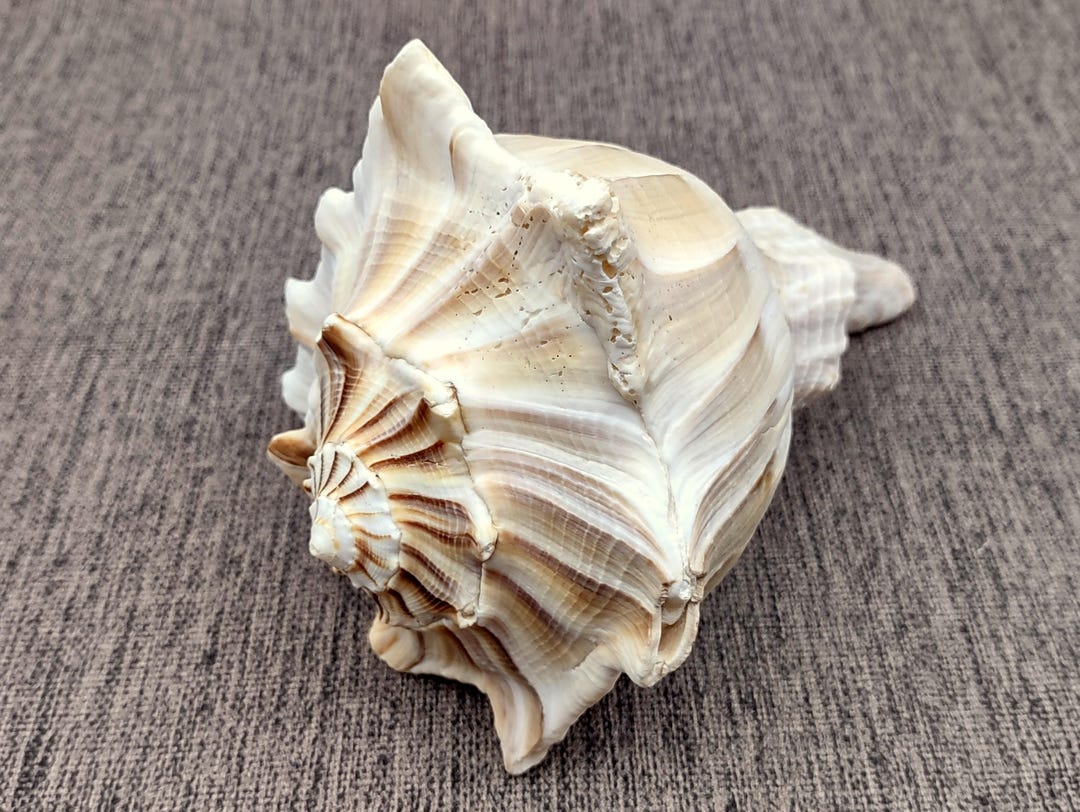 Left Handed Lightning Whelk Seashell Busycon Contrarium 1 Shell Approx ...