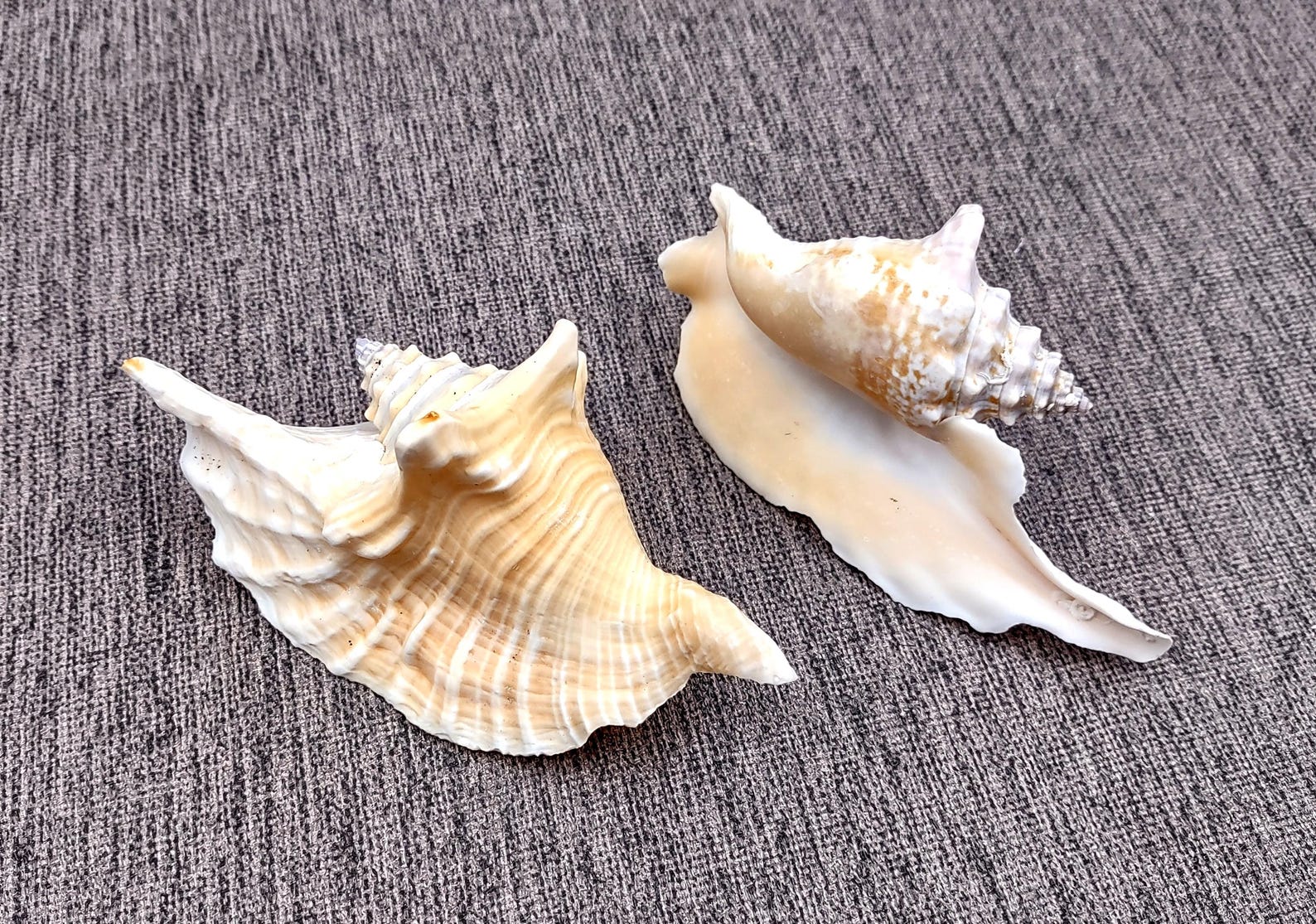 Rooster Conch Seashell Strombus Gallus (1 Shell Approx. 4+ Inches ...