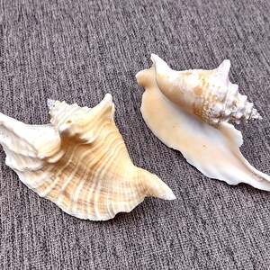 Rooster Conch Seashell Strombus Gallus (1 Shell Approx. 4+ Inches ...