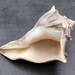 Right Handed Whelk Seashell Knobbed Dark Streaked Busycon Carica 1 ...
