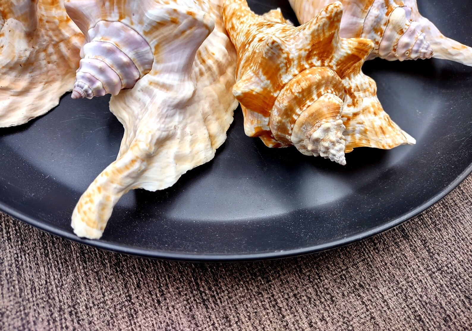 Rooster Conch Seashell Strombus Gallus (1 Shell Approx. 4+ Inches ...