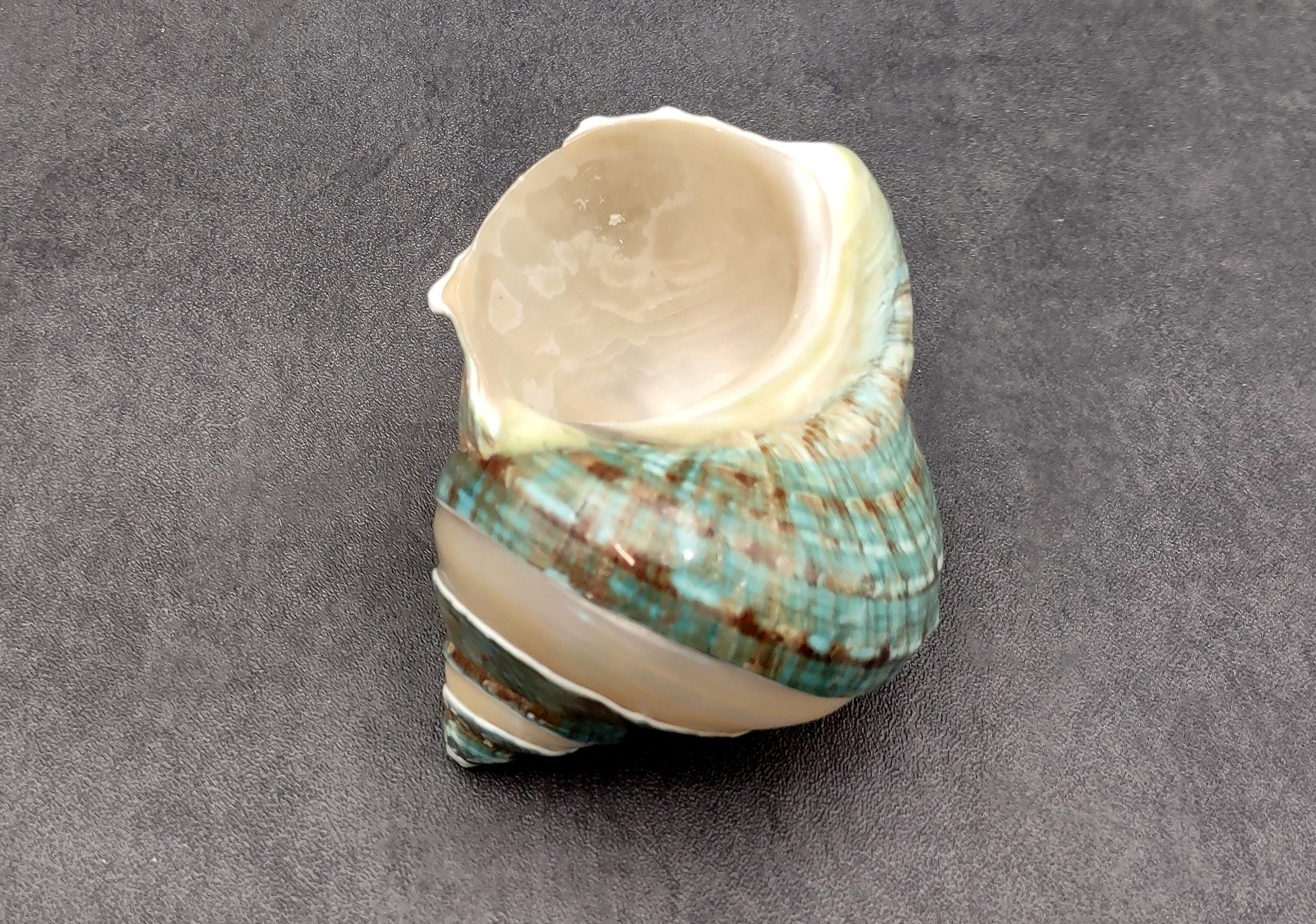 Polished Jade Green Turbo Seashell With Pearlized Stripe Turbo Burgessi ...