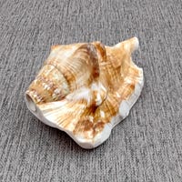 5-inch Conch Shell ,stone Setting, White and Silver Color - Etsy