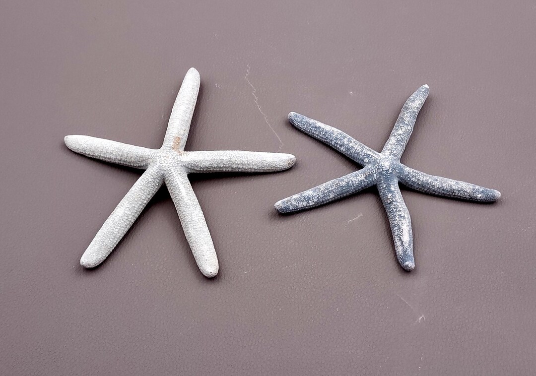 Blue Gray Finger Starfish Linckia Laevigata (2 Starfish Approx. 5 ...