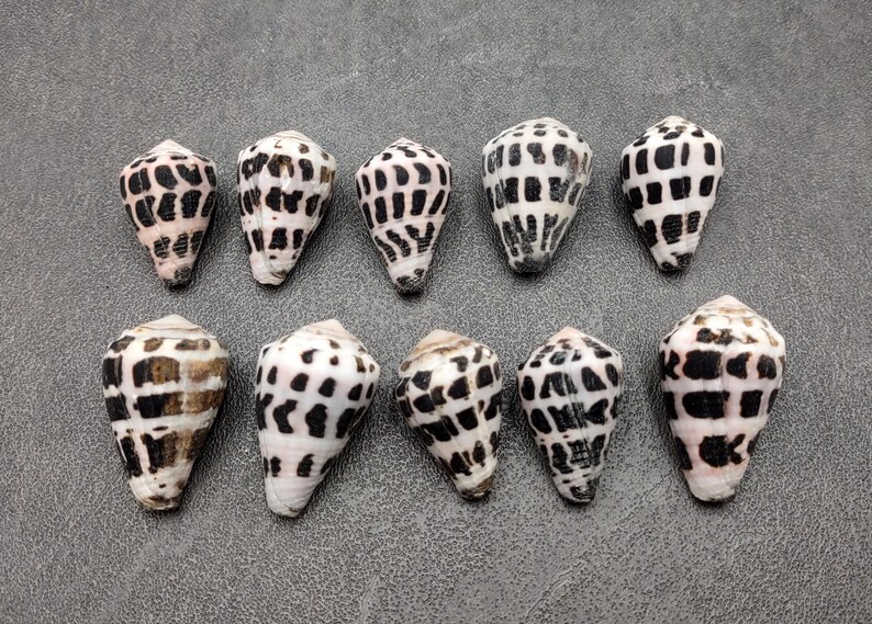 Medium Hebrew Cone Seashells Conus Ebraeus (5 Shells Approx. 1+ Inches ...