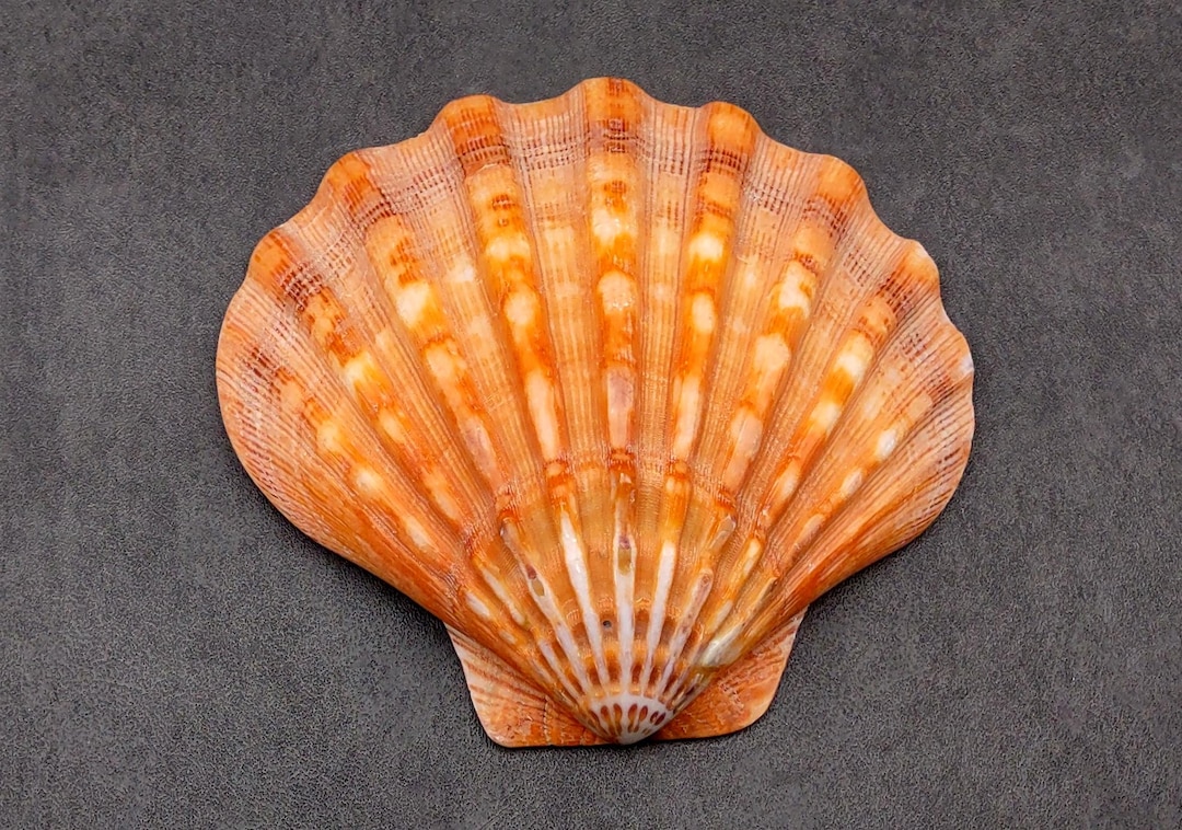 Polished Orange Lions Paw Scallop Seashell Pecten Subnodosus (1 Shell ...