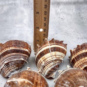 King Crown Conch Seashells Brown Striped Melongena Corona (2 Shells ...