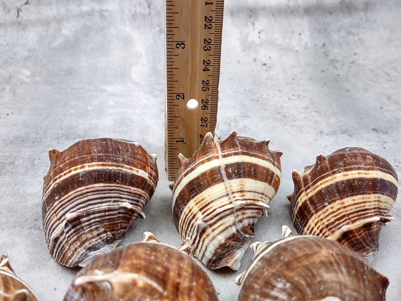 King Crown Conch Seashells Brown Striped Melongena Corona (2 Shells ...
