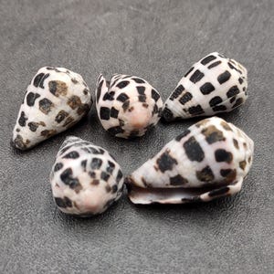 Medium Hebrew Cone Seashells Conus Ebraeus (5 Shells Approx. 1+ Inches ...
