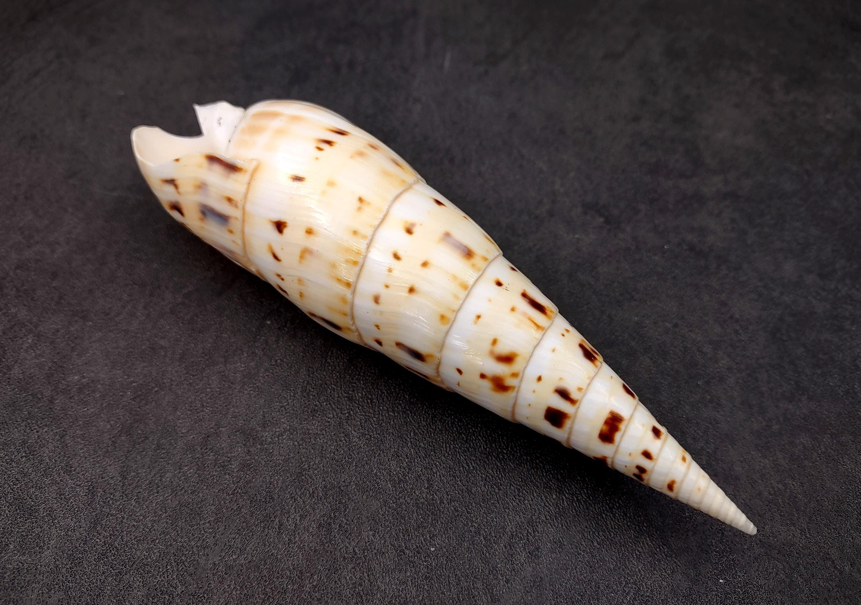 Marlinspike Auger Seashell Terebra Maculata (1 Shell Approx. 5+ Inches ...