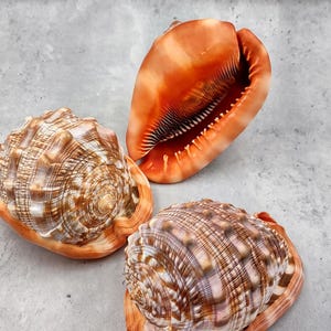 Bullmouth Helmet Seashell Cassis Rufa (1 Shell Approx. 5+ Inches ...