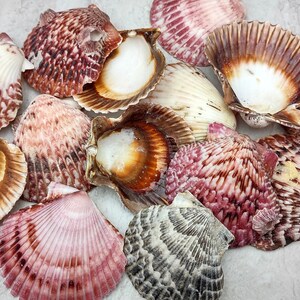 Calico Atlantic Scallop Seashells Argopecten Gibbus 10 Shells Approx. 2 ...
