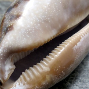 Tortoise Cowrie Seashell Cypraea Testudinaria (1 Shell Approx. 3 ...