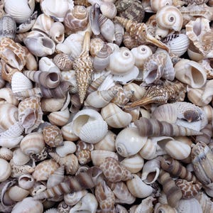 Small Seashell Assorted Ocean Mix (approx. 1 Kilogram 300+ Shells 0.5 ...