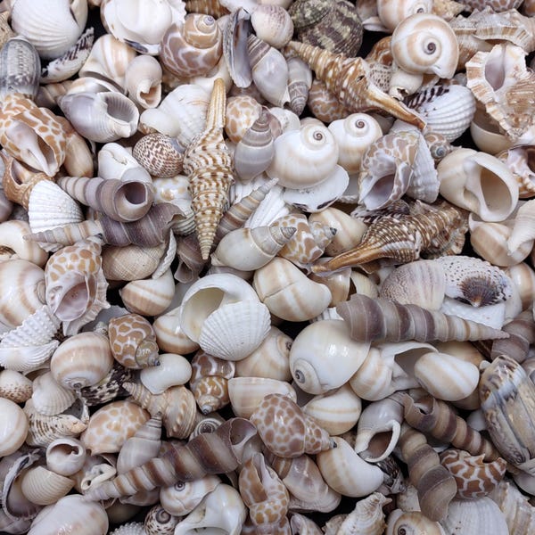 Small Seashells - Etsy