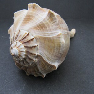 Lightning Whelk Busycon Contrarium 1 Shell Approx. 7-8 Inches - Etsy