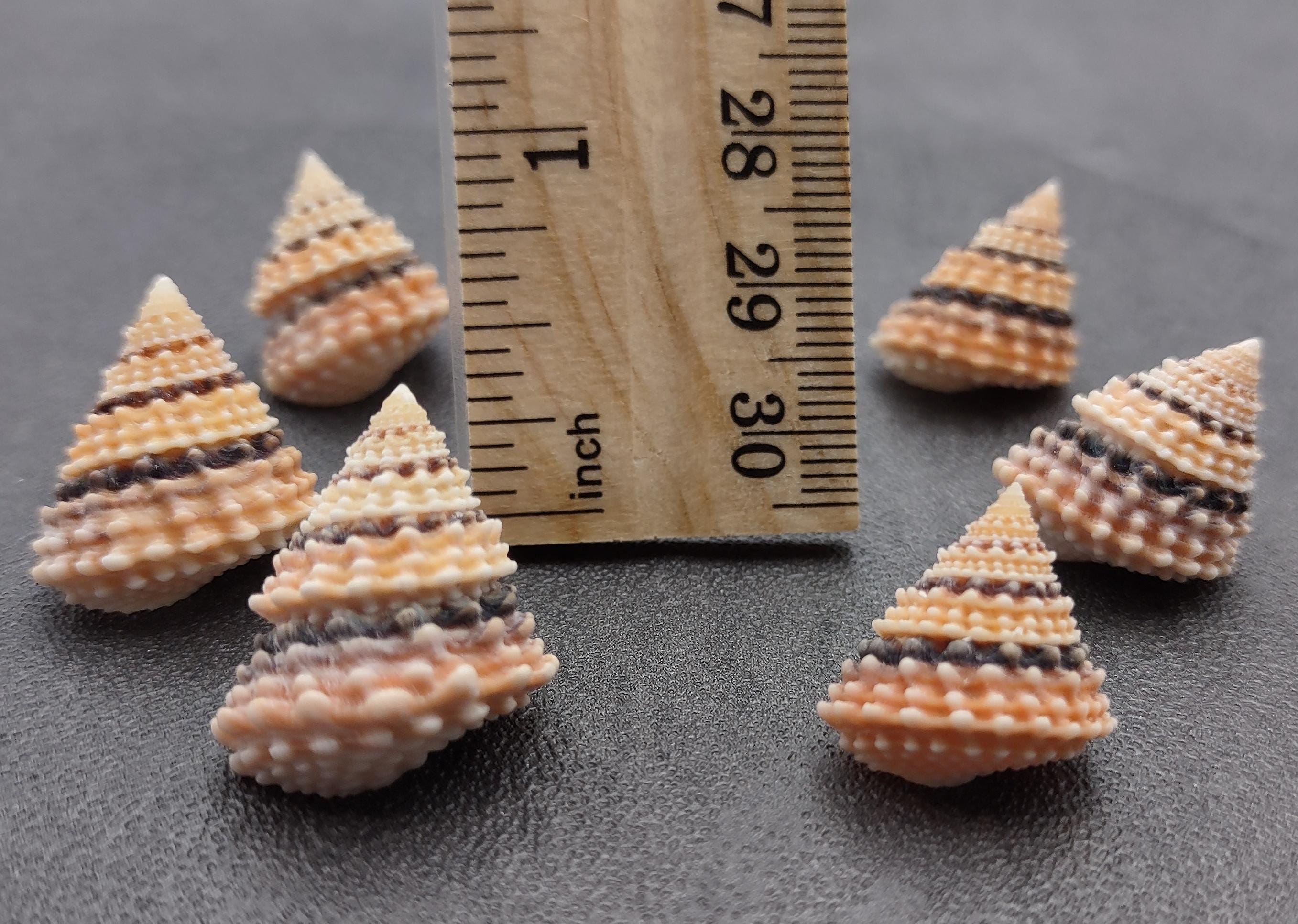 Coronate Prickly Winkle Seashells Tectarius Coronatus (6 Shells Approx ...