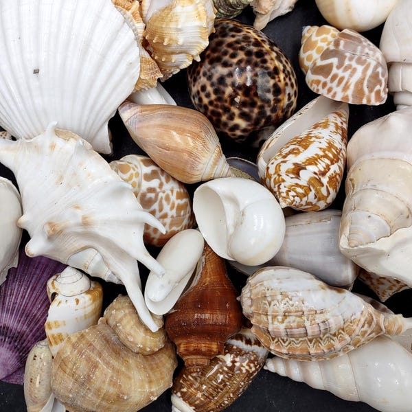 Assorted Seashells - Etsy