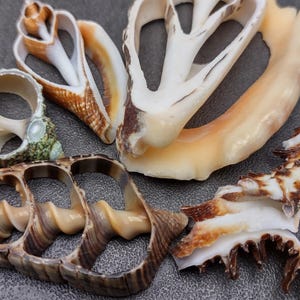 Center Cut Sliced Large Seashell Assortment (5 Shells Approx. 1.5-2.5 ...