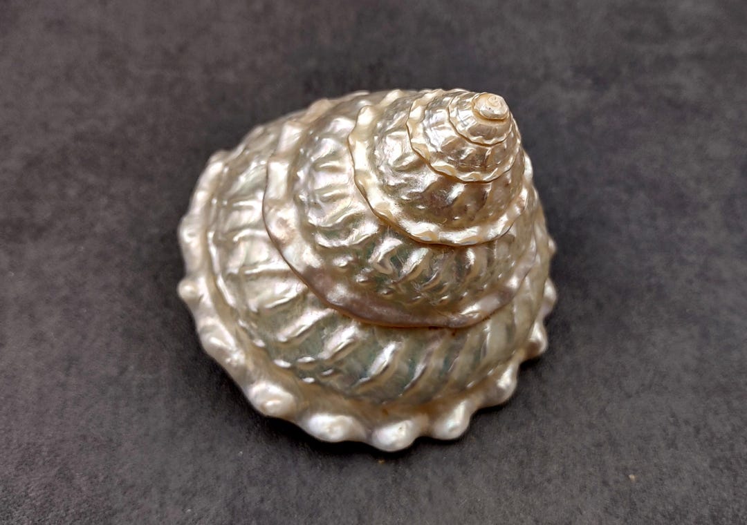 Pearlized Wavy Turban Seashell Astraea Turbanicum (1 Shell Approx. 4 ...