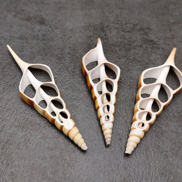 Tibia Shells - Etsy