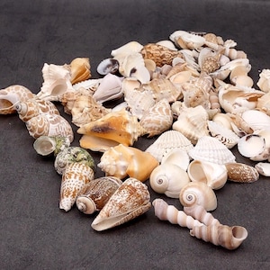 Indian Ocean Seashell Mix (approx. 1 Kilogram 160+ Shells 0.5-2+ Inches ...