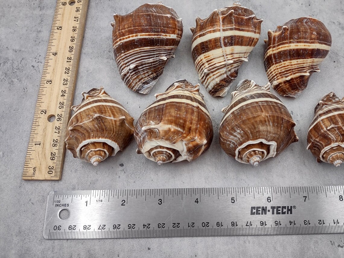 King Crown Conch Seashells Brown Striped Melongena Corona (2 Shells ...