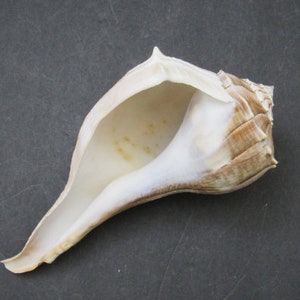 Lightning Whelk Busycon Contrarium 1 Shell Approx. 7-8 Inches - Etsy