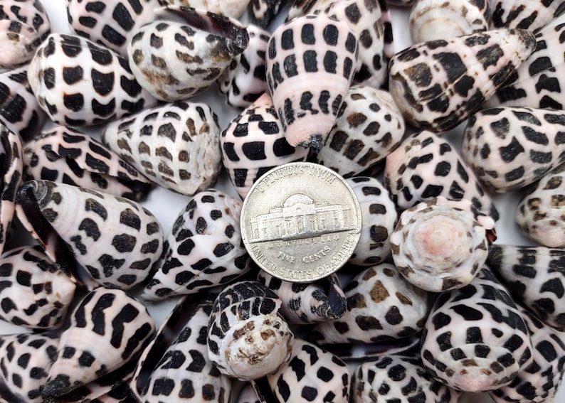 Large Hebrew Cone Seashells Conus Ebraeus White Black Spots (5 Shells ...