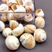 Shark Eye Moon Seashells Polinices Duplicatus (10 Shells Approx. 1 ...