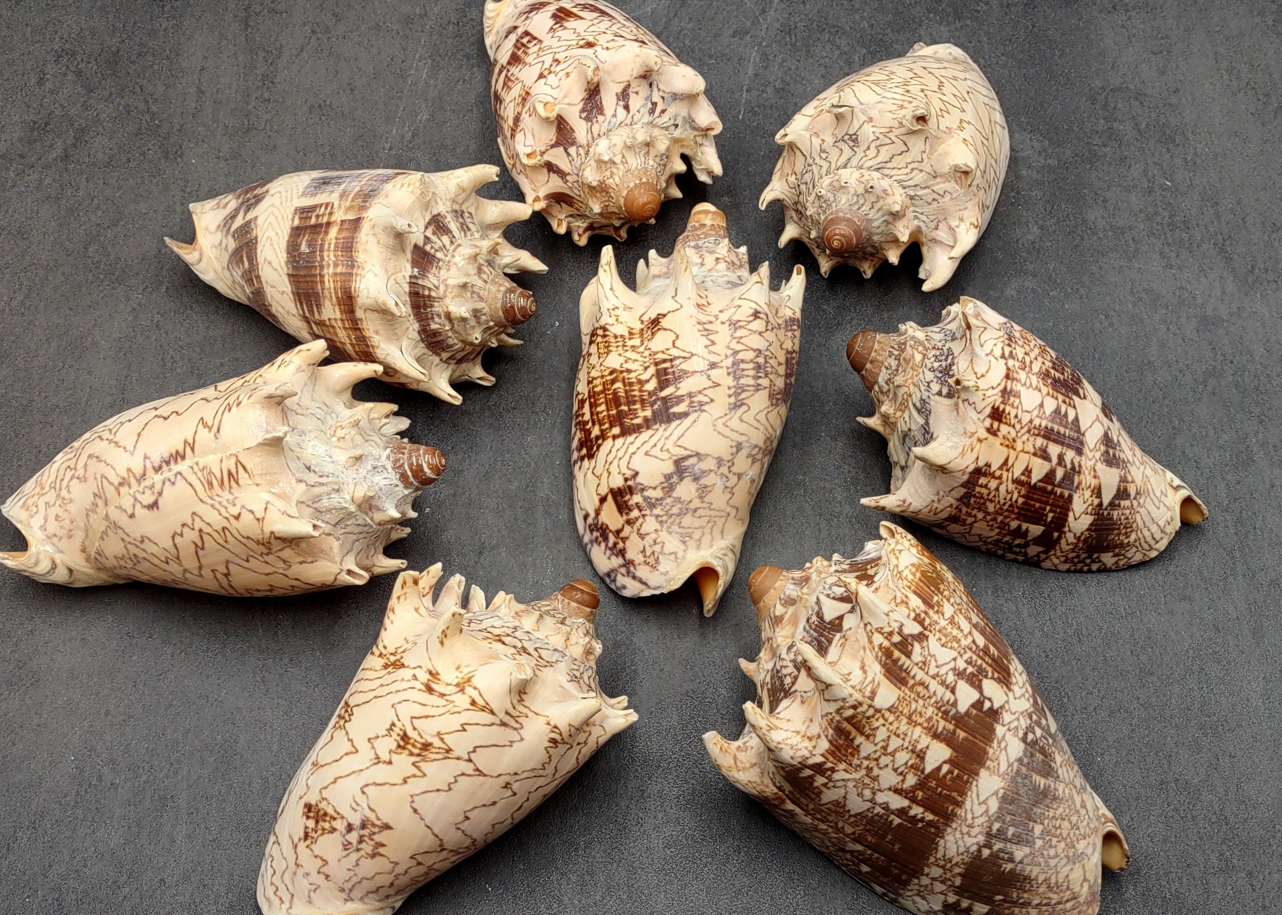 Imperial Volute Seashell Cymbiola Imperialis (1 Shell Approx. 5+ Inches ...