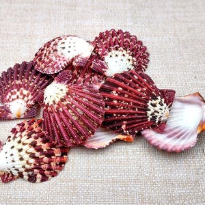 Royal Cloak Scallop Seashells Pecten Pallium (10 Shells Approx. 1 ...