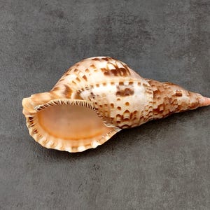 Caribbean Triton Seashell Charonia Tritonis (1 Shell Approx. 6+ Inches ...