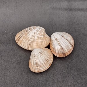 Reddish Venus Clam Seashell Pairs Callista Erycina 3 Pairs Approx. 2 ...