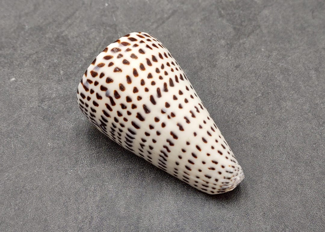 Leopard Cone Seashell Conus Leopardus (1 Shell Approx. 3+ Inches) Cone ...