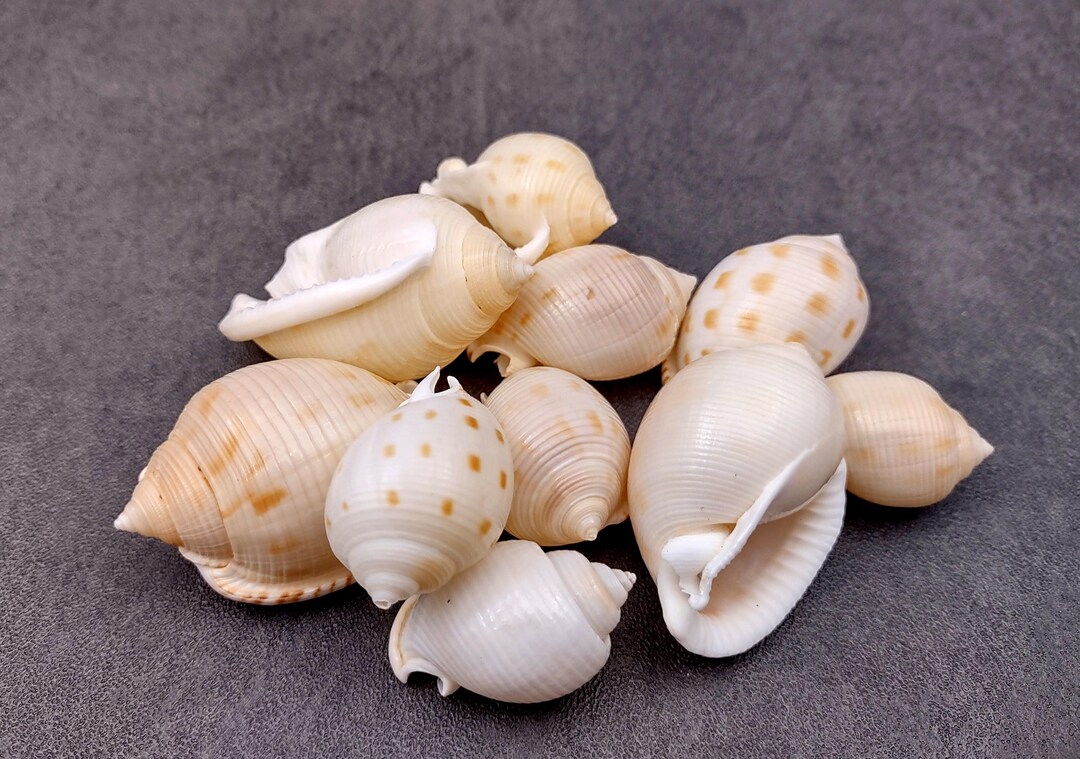 Japanese Bonnet Seashells Spotted Phalium Bisulcatum (10 Shells Approx ...