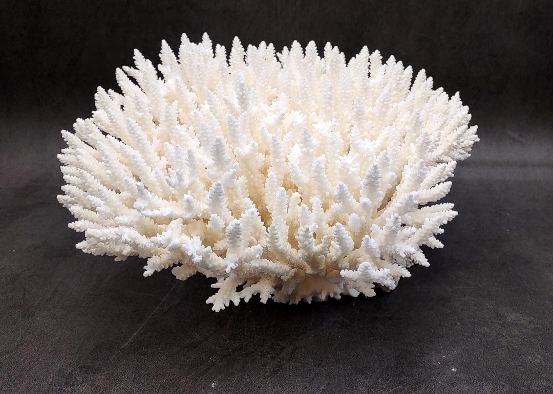 White Table Coral Large Cluster Acropora Latistella (1 Coral Approx. 11 ...