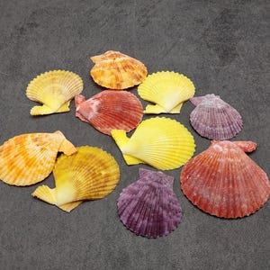 Noble Scallop Seashells Pecten Nobilis (10 Shells Approx. 1.5+ Inches ...