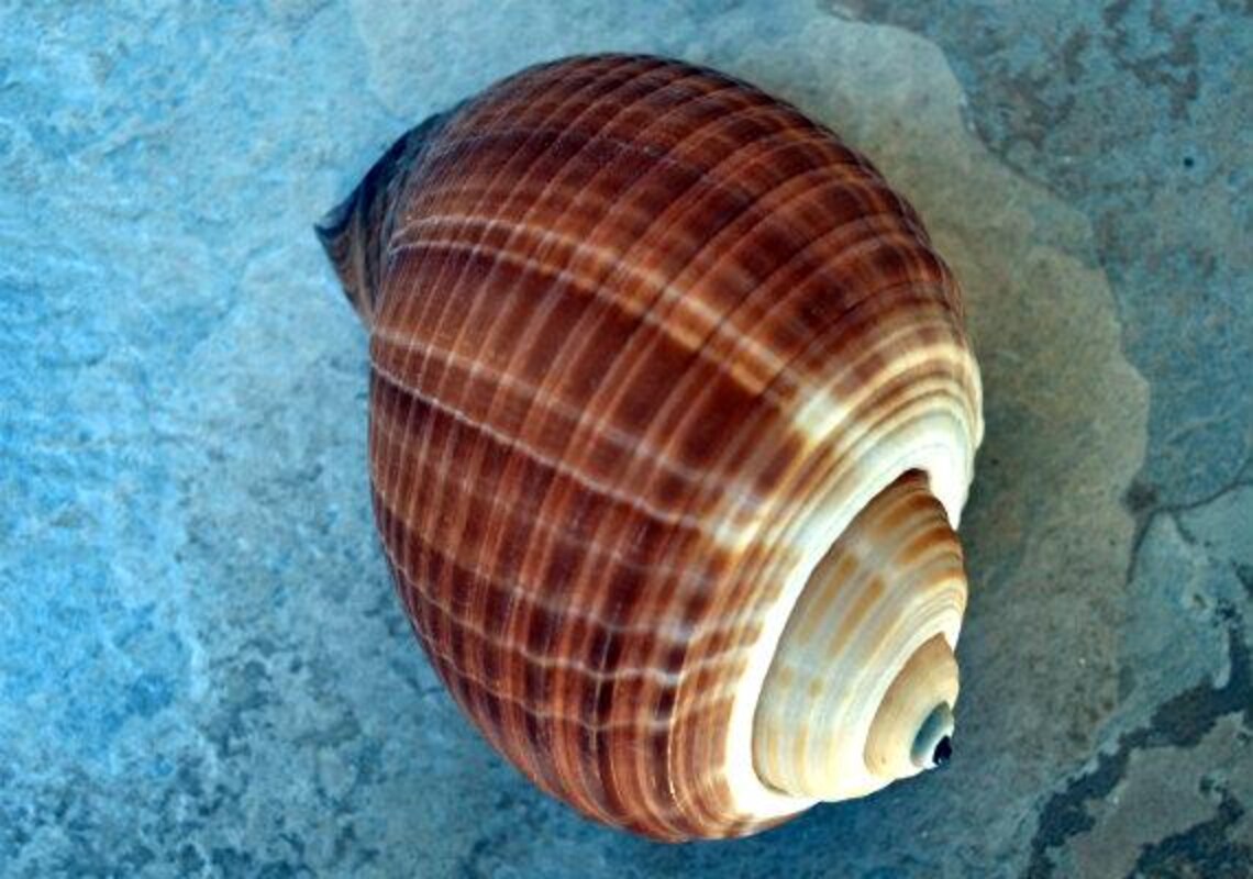 Large Tun Seashell Tonna Oleria (1 Shell Approx. 4.5+ Inches) Great ...