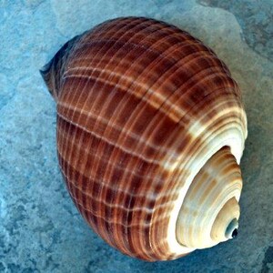 Large Tun Seashell Tonna Oleria (1 Shell Approx. 4.5+ Inches) Great ...